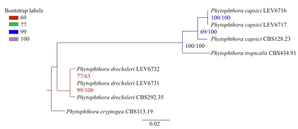 Tipos de compatibilidad A1 y A2 de Phytophthora capsici y P. drechsleri ...