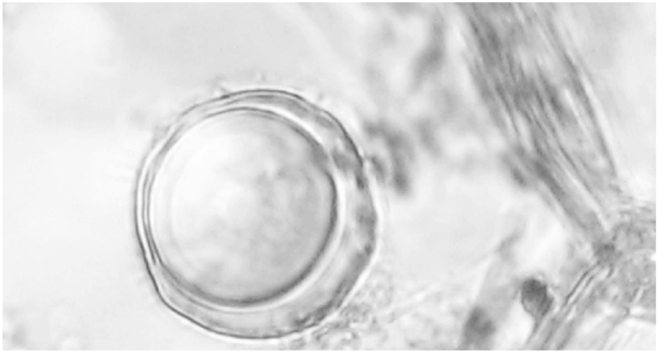 Tipos de compatibilidad A1 y A2 de Phytophthora capsici y P. drechsleri ...