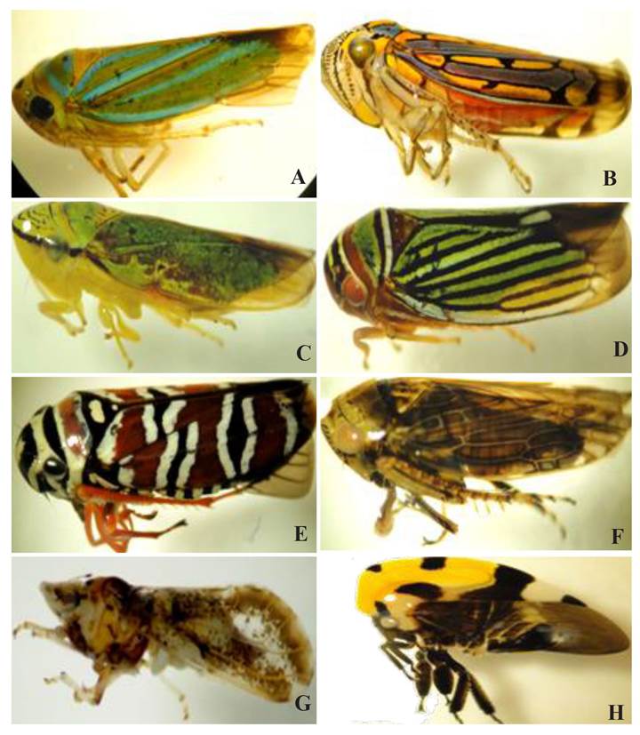 El Brazilian Huanglongbing disease-associated phytoplasma está presente ...