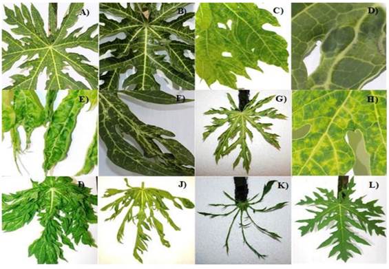 Gráficos radiales para caracterizar síntomas de PRSV-P en Carica papaya
