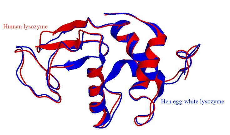 Lysozymes: characteristics, mechanism of action and technological ...