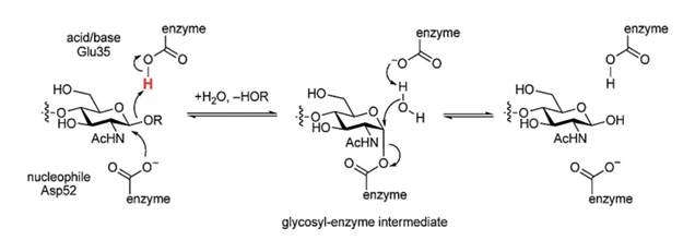 Lysozymes: characteristics, mechanism of action and technological ...