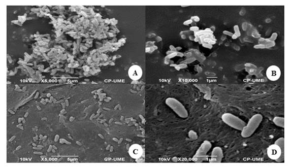 Caracterización polifásica de Burkholderia gladioli aislada de cebolla ...
