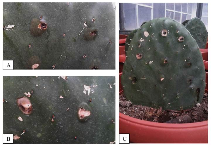 Etiología de la costra negra del nopal (Opuntia ficus-indica) en México