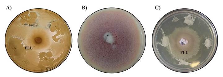Biocontrol in vitro de Fusarium oxysporum y Dickeya chrysanthemi con ...
