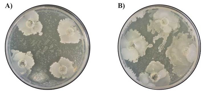 Biocontrol in vitro de Fusarium oxysporum y Dickeya chrysanthemi con ...