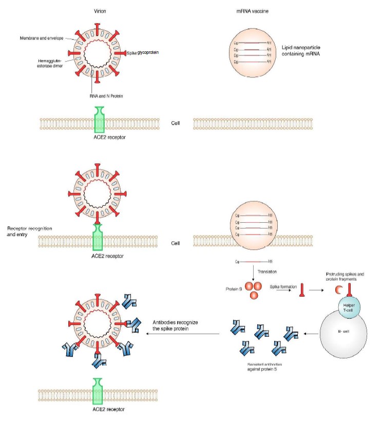 Basic Coronavirus biology and vaccines for COVID-19
