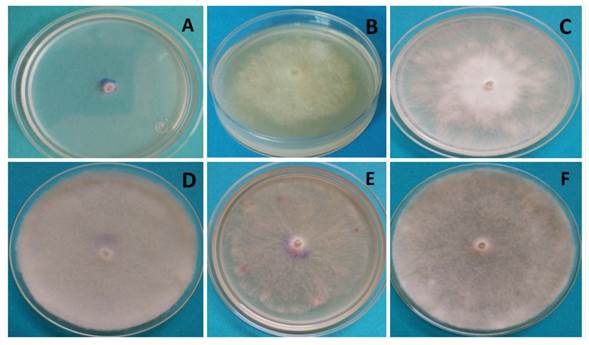 Characterization and pathogenicity of a Pythium aphanidermatum isolate ...