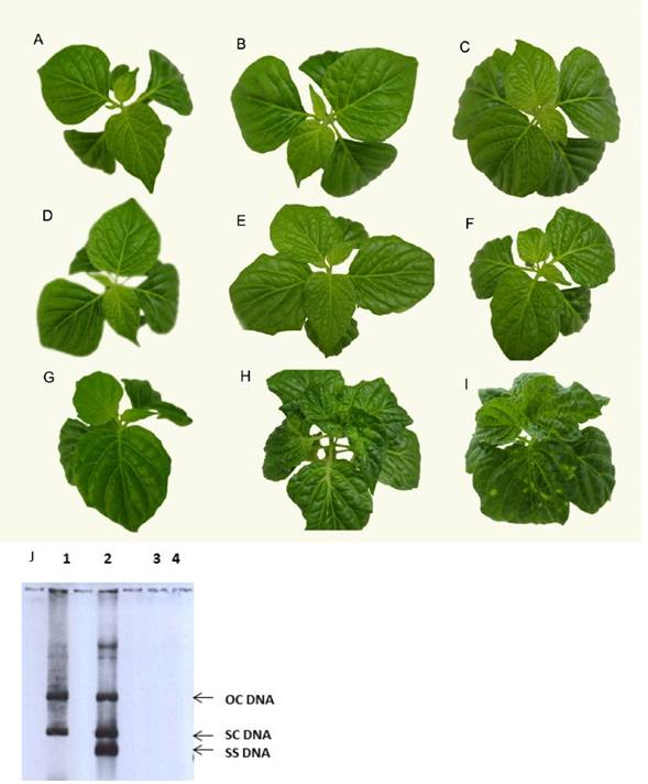 Biochemical characterization of oxidative stress in the compatible ...