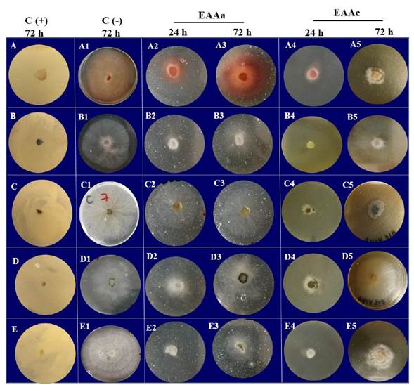 Phytochemical profile and in vitro activity of Agave angustifolia and A ...