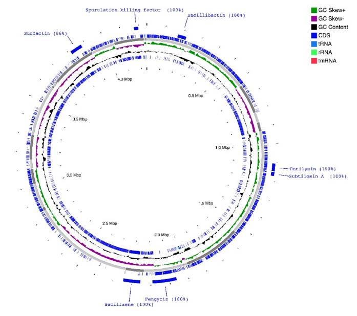 Potential biocontrol mechanisms of Bacillus sp. TSO2 against Bipolaris ...