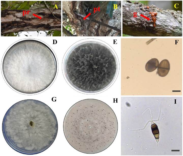 Coinfection and in vitro interaction of Lasiodiplodia pseudotheobromae ...