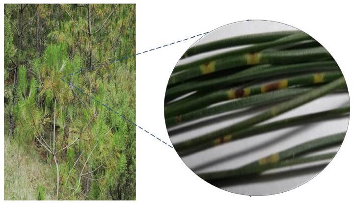 Biological control perspectives in the pine forest (Pinus spp.), an ...