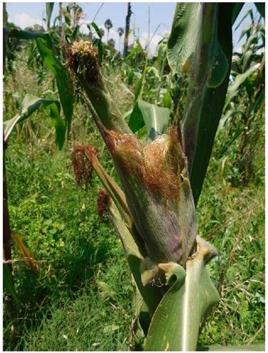 Incidence of monkey´s hand in maize germplasm from different locations ...