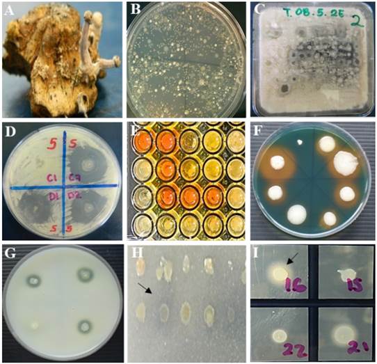 Antagonistic bacteria against Fusarium spp. isolated from sclerotia of ...