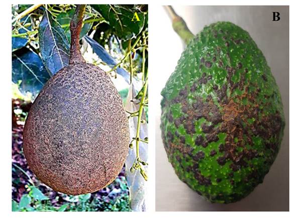 Morpho-molecular identification of the causal agent of avocado scab in ...