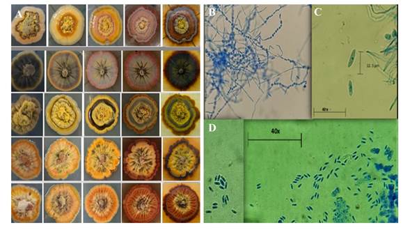 Morpho-molecular identification of the causal agent of avocado scab in ...