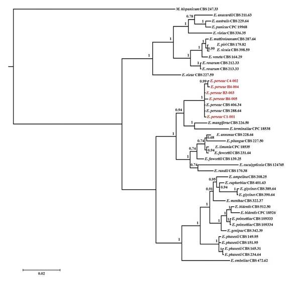Morpho-molecular identification of the causal agent of avocado scab in ...