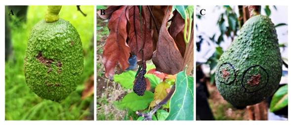 Morpho-molecular identification of the causal agent of avocado scab in ...