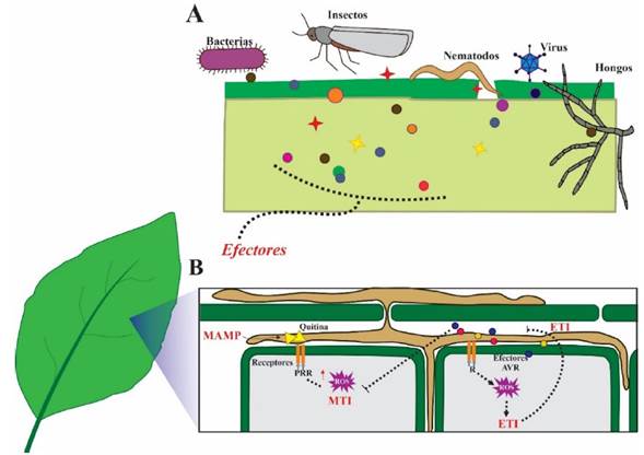Effectors: key actors in phytopathology