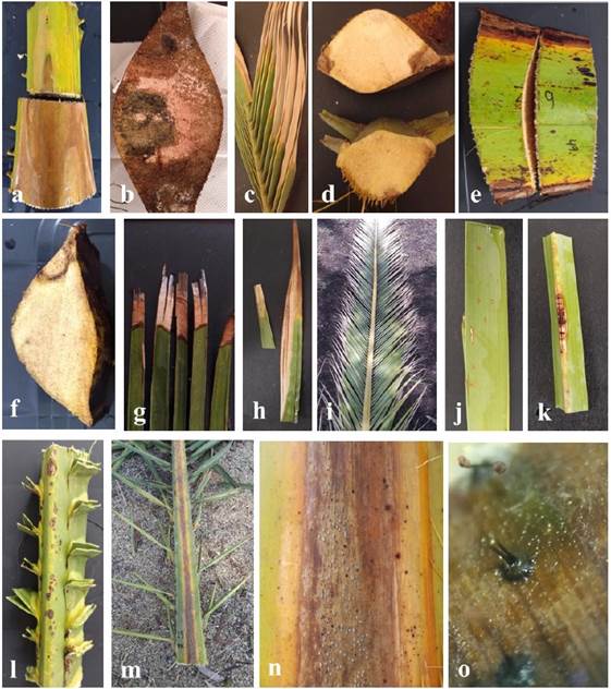 Fungi associated with the decline and death of Phoenix canariensis in ...