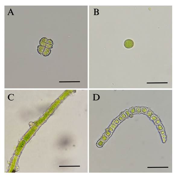 Biofilm of epiphytic algae and fungi in forest plantations of pinabete (Abies guatemalensis) in ...
