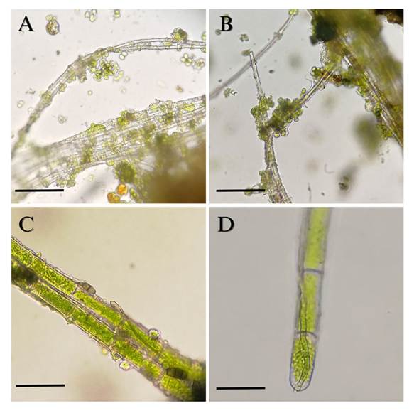 Biofilm of epiphytic algae and fungi in forest plantations of pinabete ...