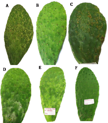 Viroma del nopal verdura en la zona centro de México