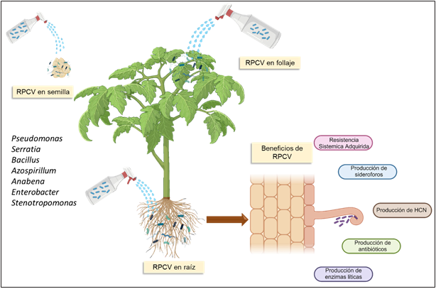 Virus y viroides en jitomate (Solanum lycopersicum) y rizobacterias ...