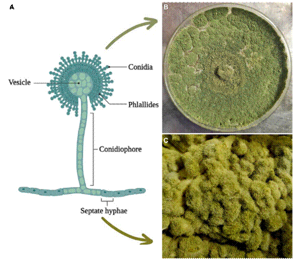 Aspergillus oryzae: Una oportunidad para la agricultura