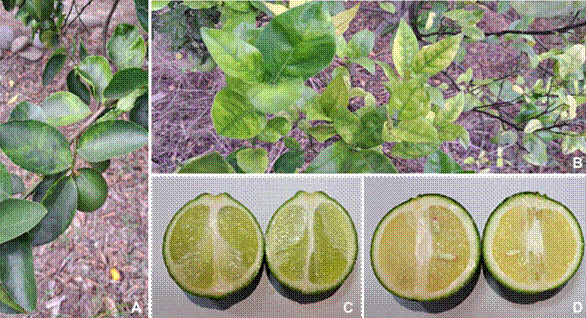 Expresión del complejo RPM1-RIN4-RPS2 en dos especies de cítricos con ...