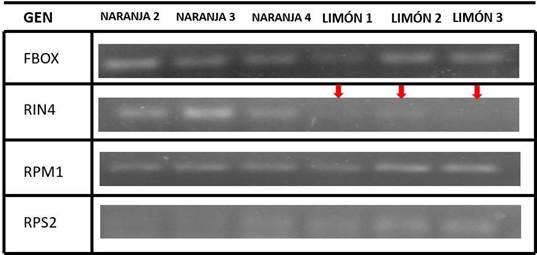 Expresión del complejo RPM1-RIN4-RPS2 en dos especies de cítricos con ...