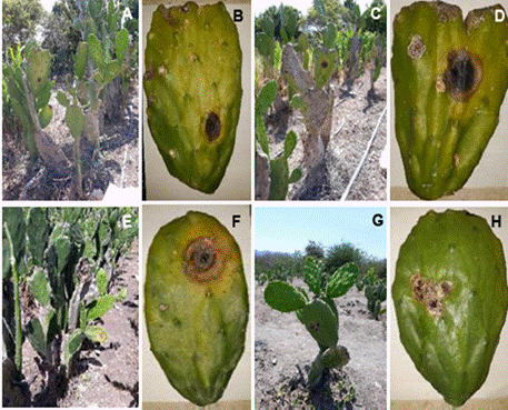 Agentes fúngicos causales de la enfermedad de la Mancha Negra en cactus ...