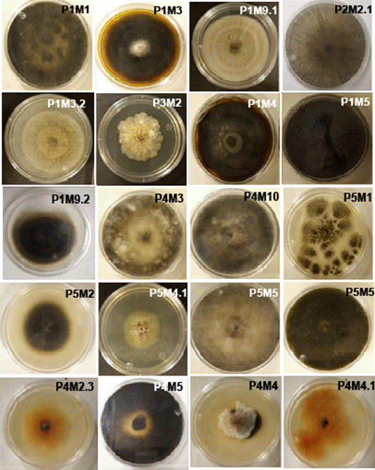 Agentes fúngicos causales de la enfermedad de la Mancha Negra en cactus ...