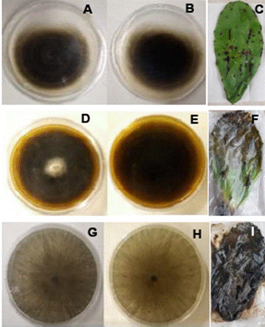 Agentes fúngicos causales de la enfermedad de la Mancha Negra en cactus ...