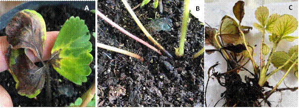 Control in vitro of Neopestalotiopsis sp. isolated from strawberry by ...