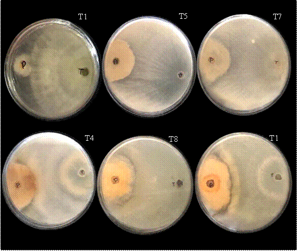 Control in vitro of Neopestalotiopsis sp. isolated from strawberry by ...