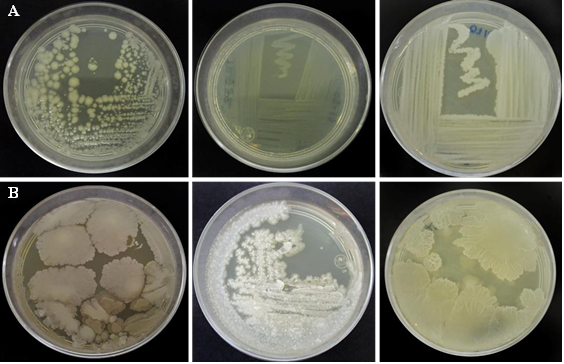 The genus Bacillus as biological control agent against pests and ...