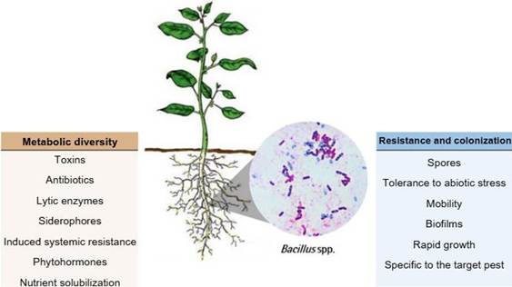 The genus Bacillus as biological control agent against pests and ...