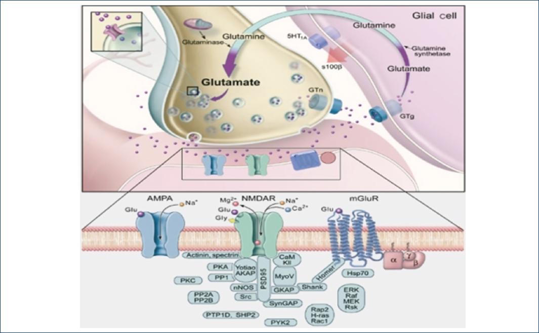 Encephalitis by antibodies against N-methyl-D-aspartate receptors ...
