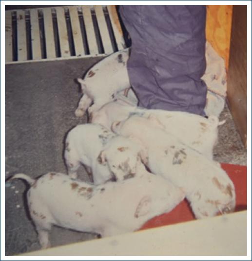 Importance of breast milk in the development of intestinal microbiota