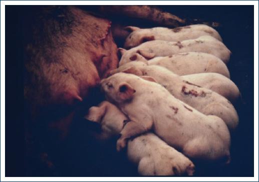 Importance of breast milk in the development of intestinal microbiota