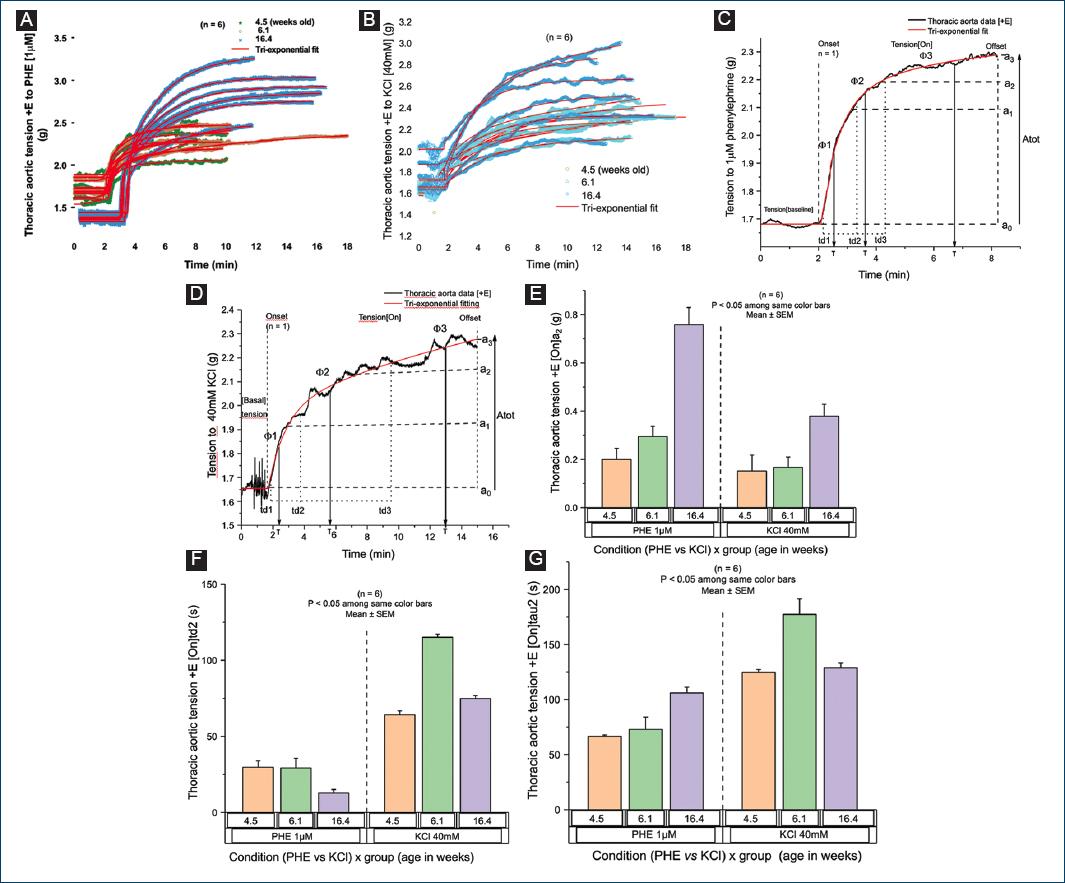 Fast kinetics of fundamental aortic contraction to phenylephrine ...
