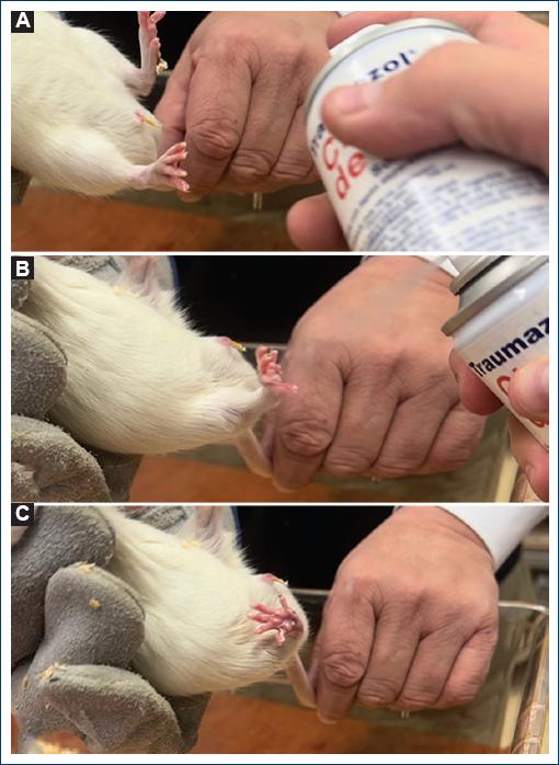 Measurement of neuropathic pain in constrictive sciatic nerve models in ...