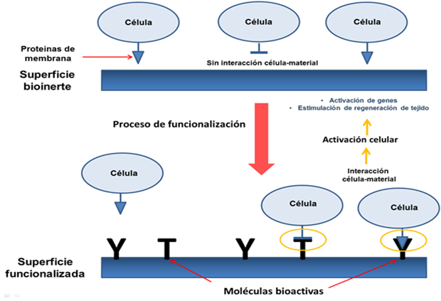 Uso de Biomateriales Funcionalizados con Moléculas Bioactivas en la ...