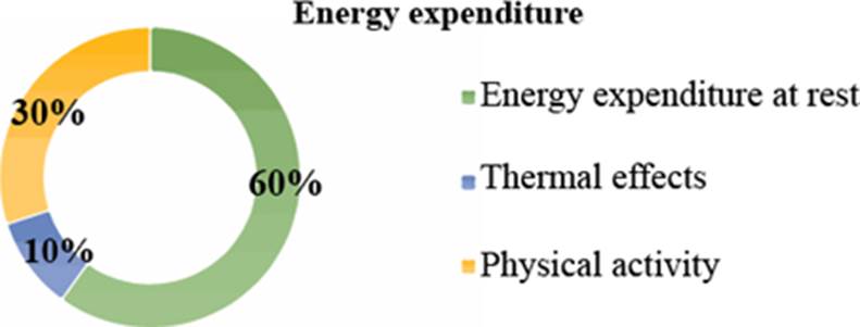 Numerical Simulation of a Physiological Mathematical Model of Energy ...