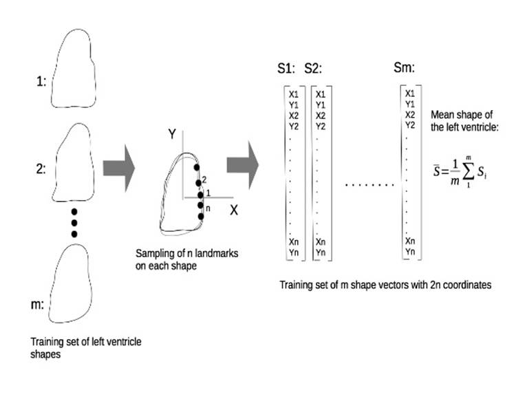 A U-Net with Statistical Shape Restrictions Applied to the Segmentation ...