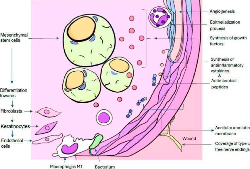 Human Mesenchymal Stem Cells Derived from Adipose Tissue and Umbilical ...