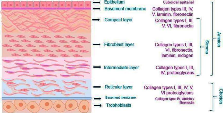 Human Mesenchymal Stem Cells Derived from Adipose Tissue and Umbilical ...