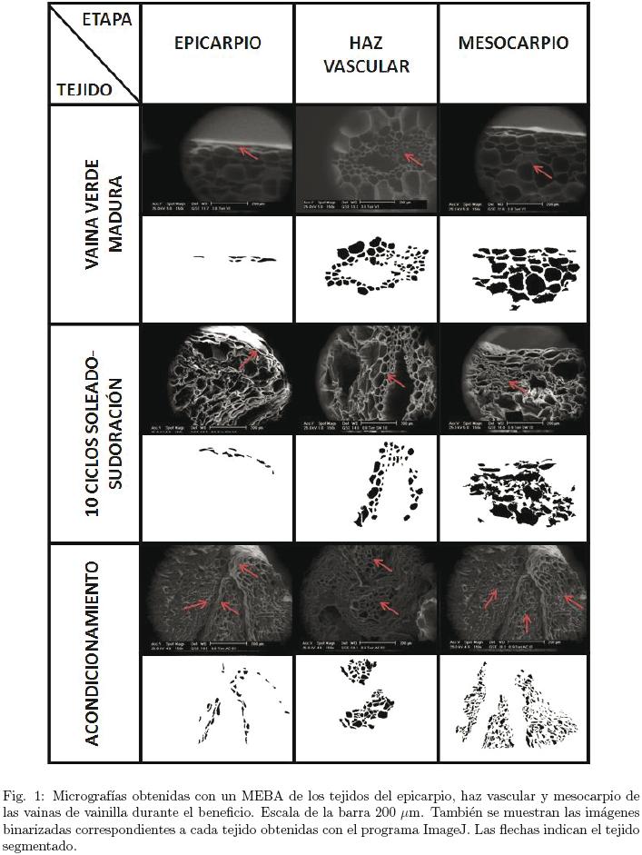 Cambios morfométricos durante el beneficio tradicional de las vainas de ...